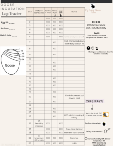 Goose Incubation Guide - Backyard Poultry
